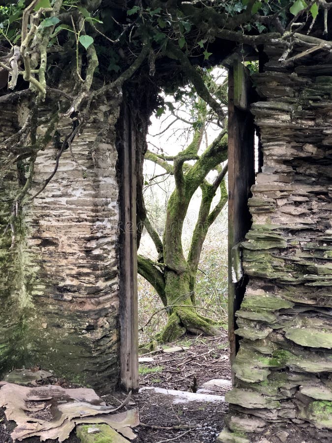 A tree in the doorway stock photo. Image of doorway - 138580150