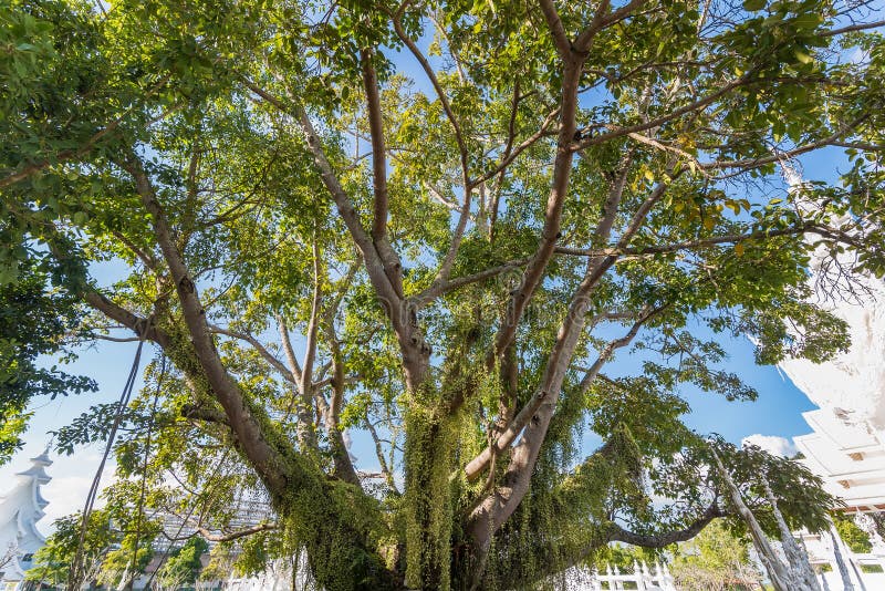 Tree with Double Trunk Overgrown with Small Green Leaves Stock Image ...