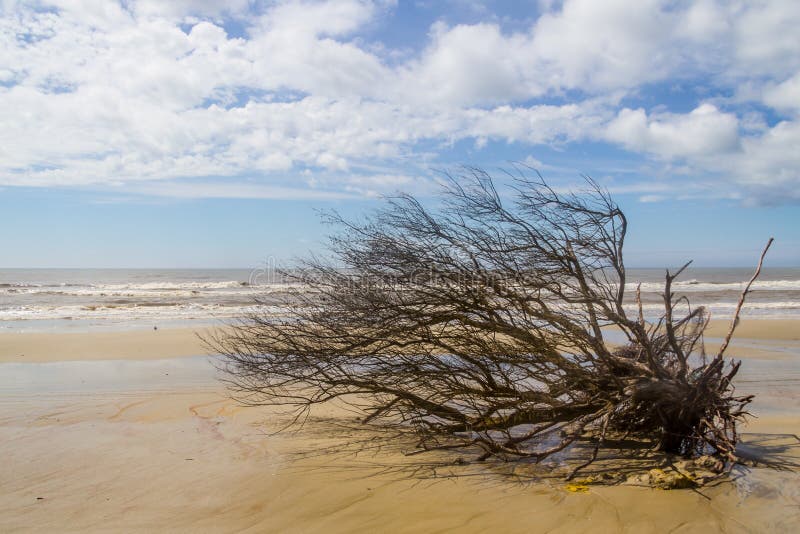 Tree down on fence stock photo. Image of fence, winds - 140607688