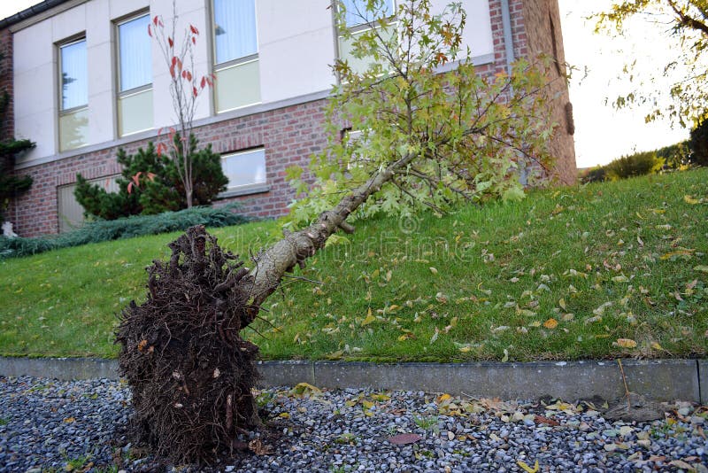 A Tree is Down in Front of a House Stock Image - Image of leaves ...