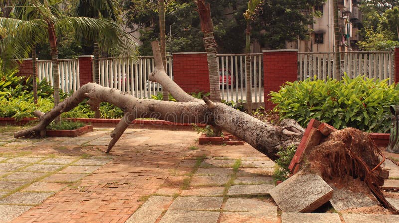 Tree from down below stock image. Image of natural, view - 46605017