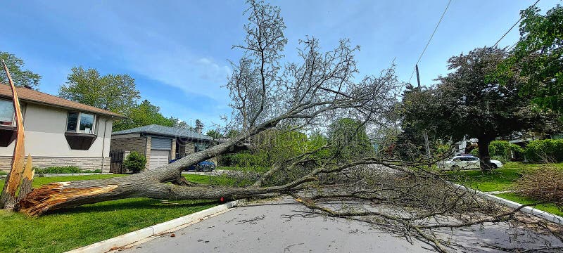 Big Tree Lay Down Across the Canal in Temple To Make Merit for Buddhism ...