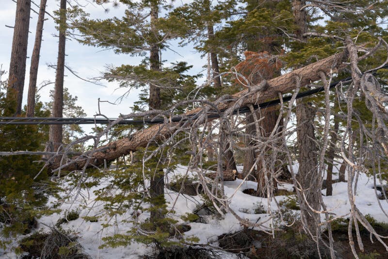 Tree Down on Wire after Storm Stock Photo - Image of dead, disruption ...