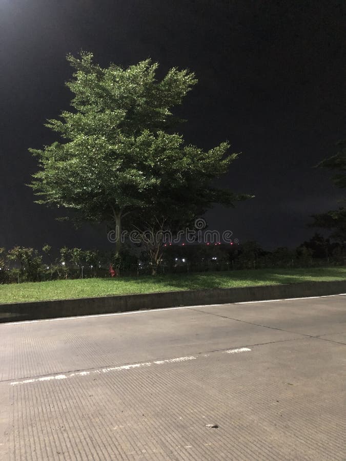 Tree Dramatic Light from Street Lamp at Night Stock Photo - Image of ...