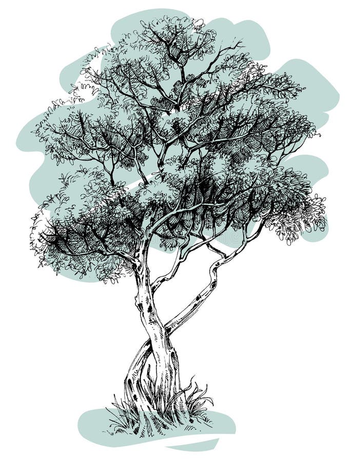 Tree drawing stock vector. Illustration of icon, drawing - 70460220