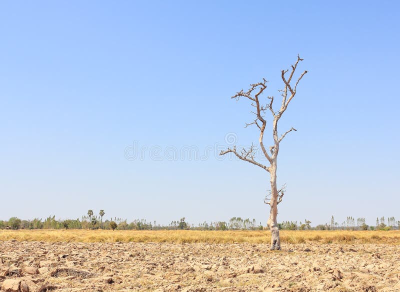 Tree dried stock photo. Image of trees, cornfield, arid - 50184058