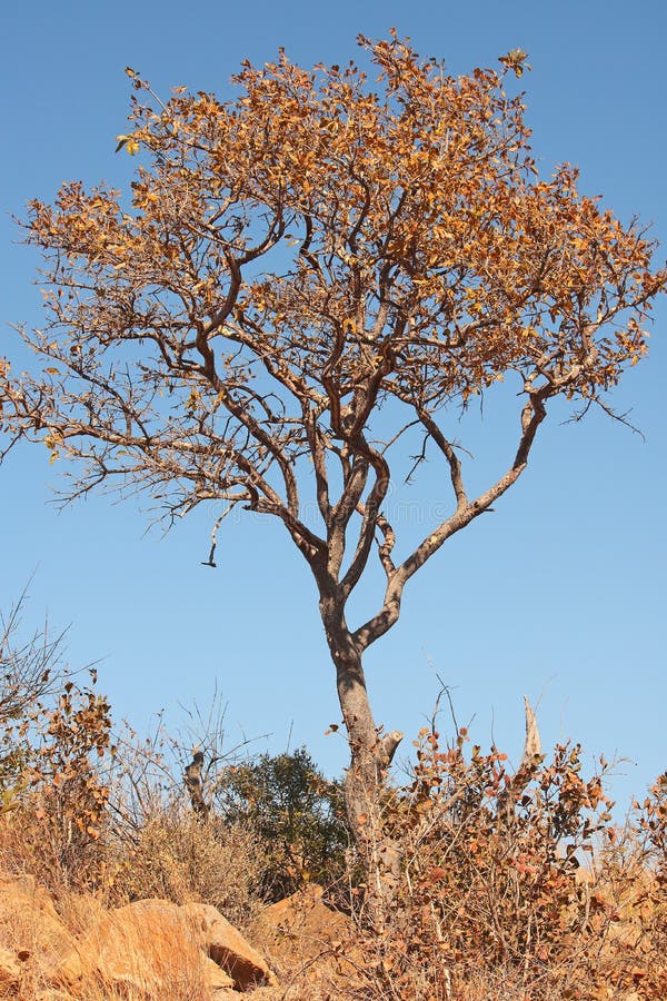 TREE with DRIED LEAVES AGAINST BLUE SKY in WINTER Stock Image - Image ...