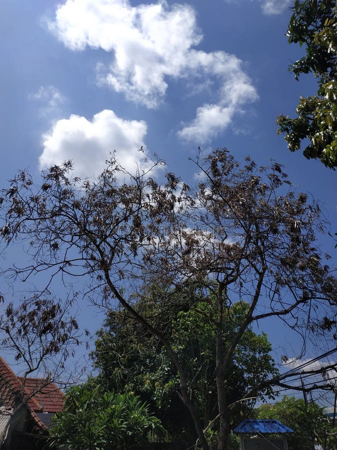Tree that Dries Up Due To Hot Weather. Stock Image - Image of snow ...