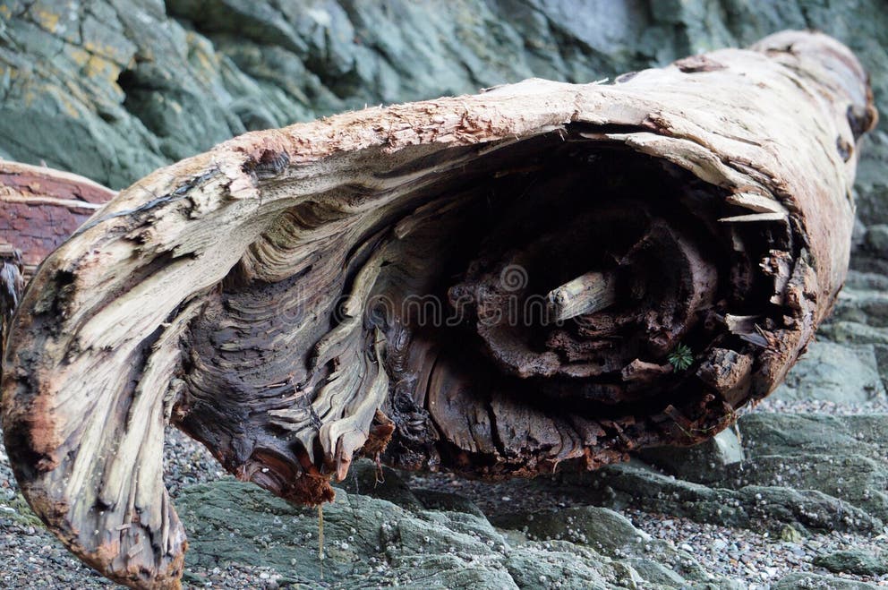 Tree drift wood by water stock image. Image of drift - 40905933