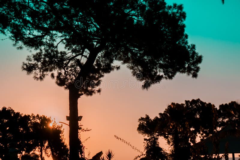 Tree drops shadow stock photo. Image of natural, relaxation - 121926864