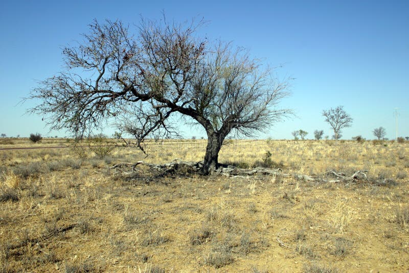 Tree in drought stock photo. Image of queensland, farming - 1375826