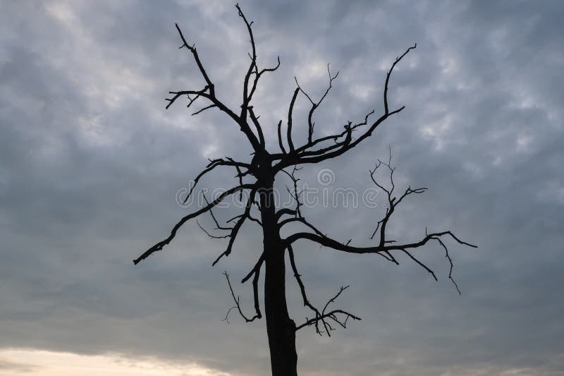 Tree Dry Branches Drought Change Climate Panoeama Stock Image - Image ...