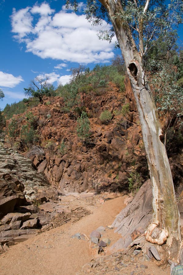 Tree in Dry Creek, Flinders Ranges, Australia Stock Photo - Image of ...