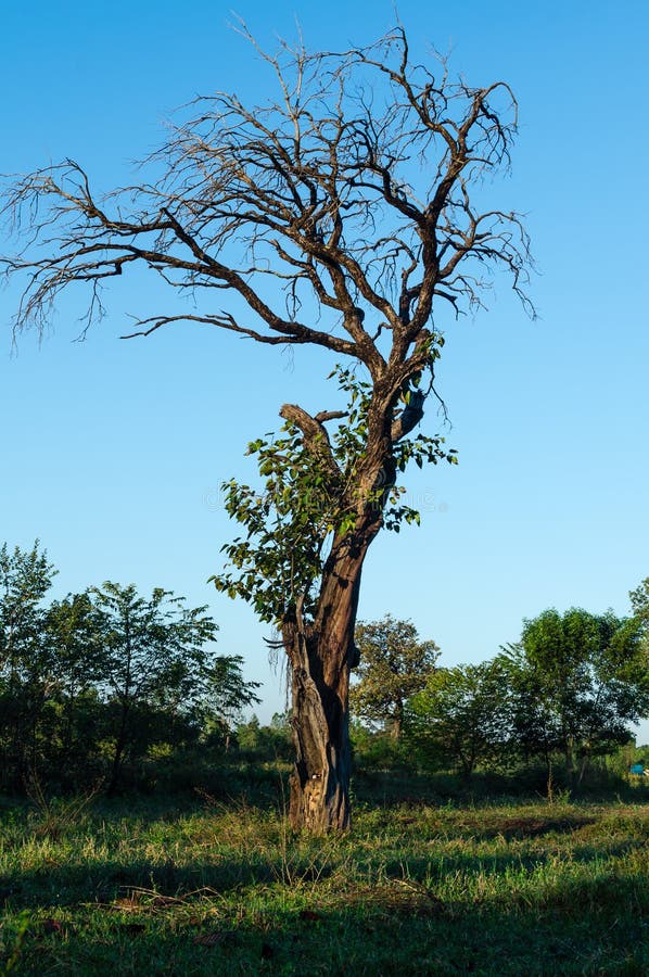 Tree stock photo. Image of dead, twigs, nature, plant - 81061434