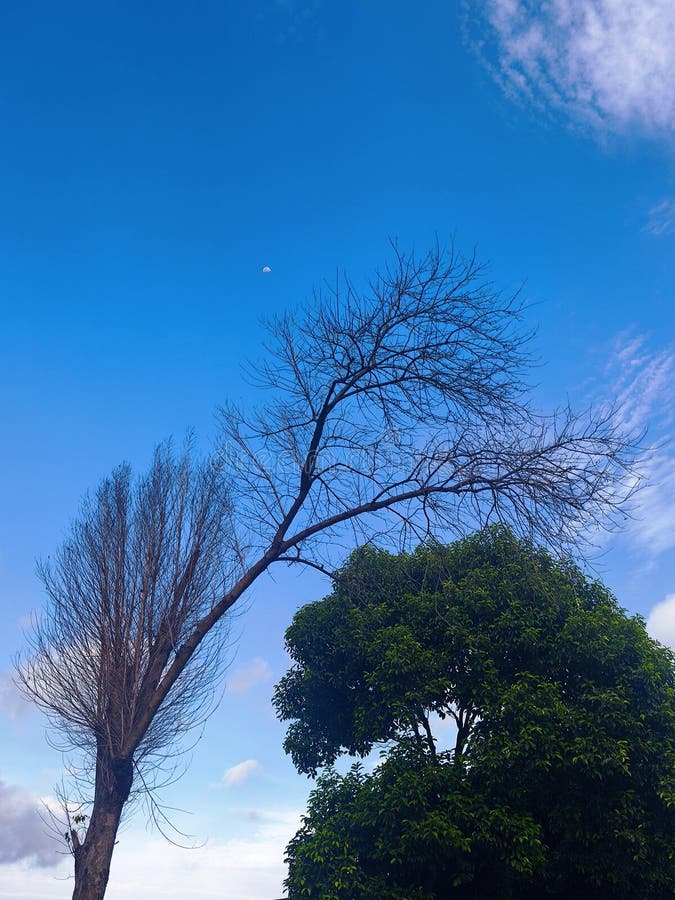 The Tree is Dry because it is Old and the Summer is Long. Stock Photo ...