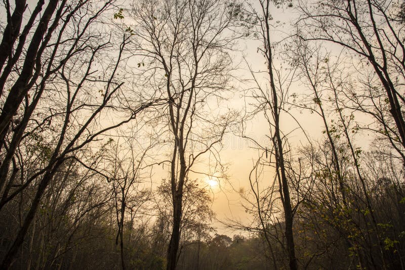 The Tree during Dry Season , Forest or Bush Fire in Thailand Stock ...