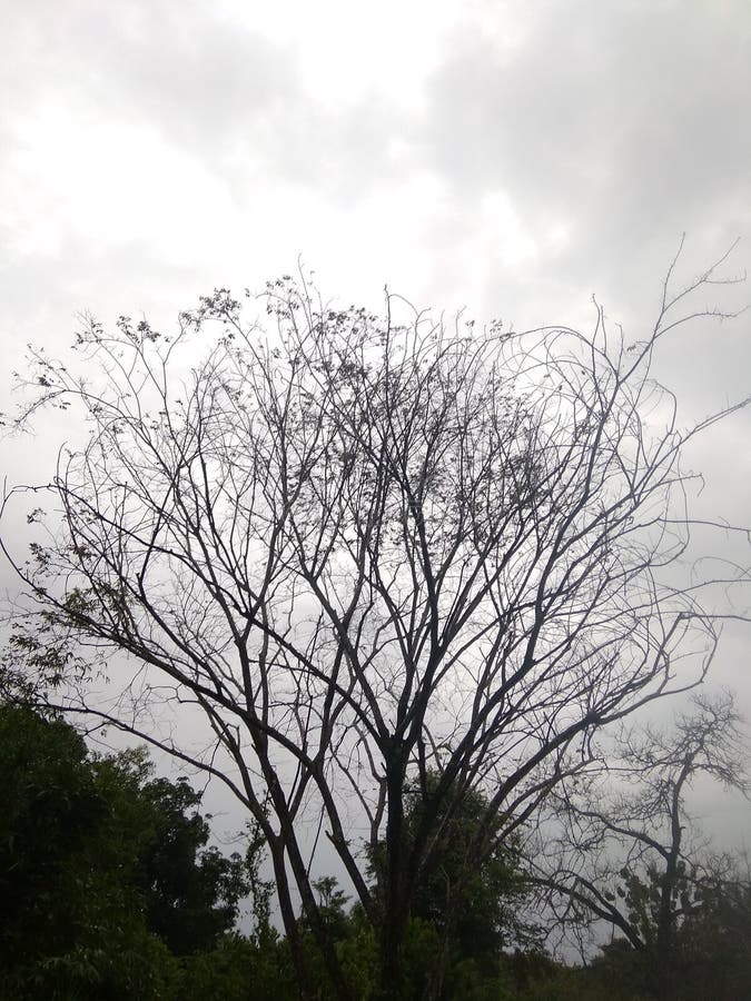 Tree Dry Sky No Leaf after Drain Stock Photo - Image of leaf, tree ...