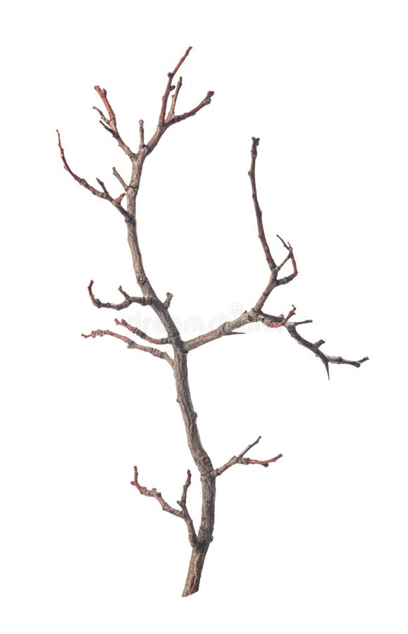 Tree Dry Stick Isolated on White Stock Image - Image of isolated ...