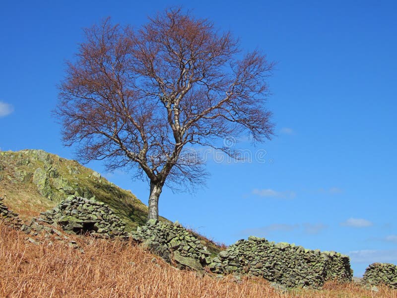 Tree and dry stone wall stock image. Image of farming - 1637247