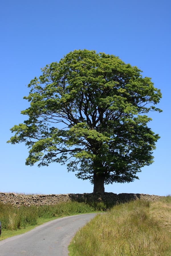 Tree and Dry Stone Wall in Countryside Lane Stock Image - Image of ...