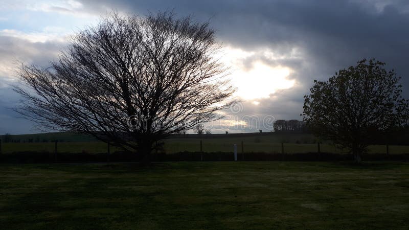 Tree at Dusk stock image. Image of tree, evening, nature - 595743
