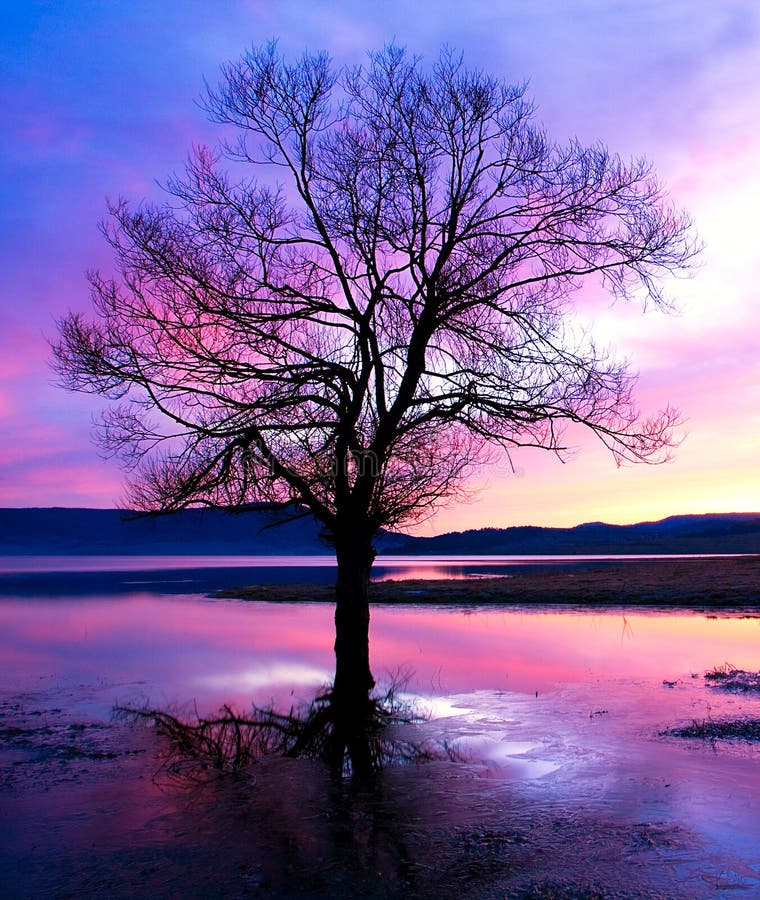 Tree dusk silhouette stock image. Image of vertical, scenery - 18914055