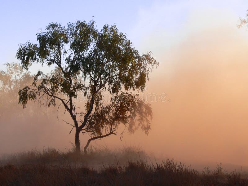 Tree In Dust Picture. Image: 82946929