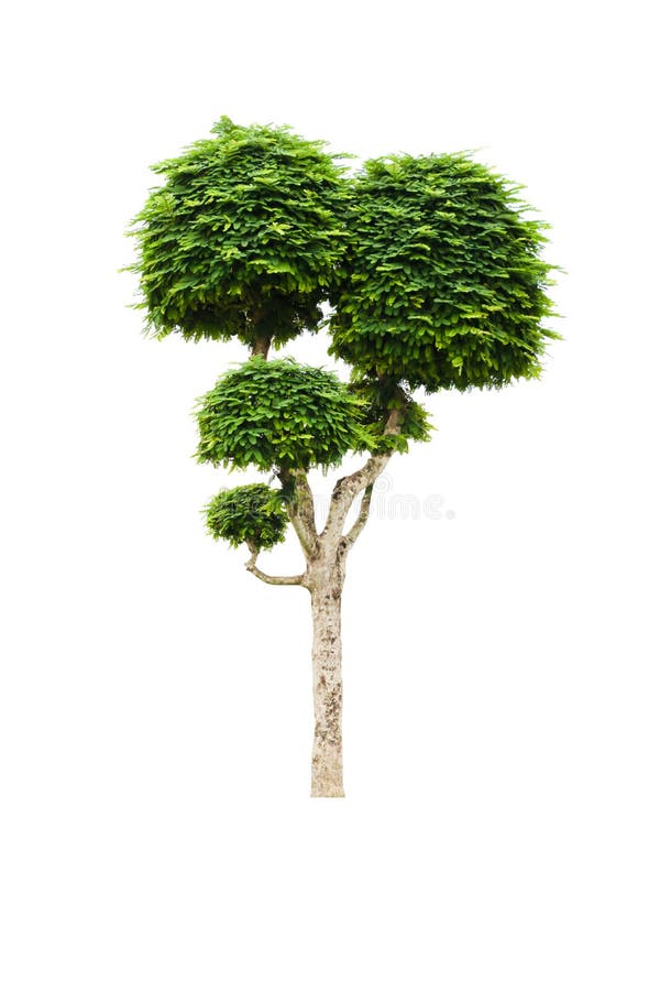 Dwarf Tamarind Stock Photos - Free & Royalty-Free Stock Photos from ...