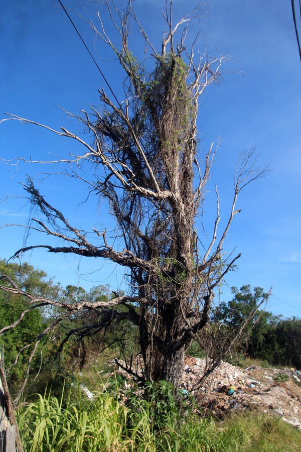 Tree is Dying on White Background, Beautiful Trees from Thailand Stock ...