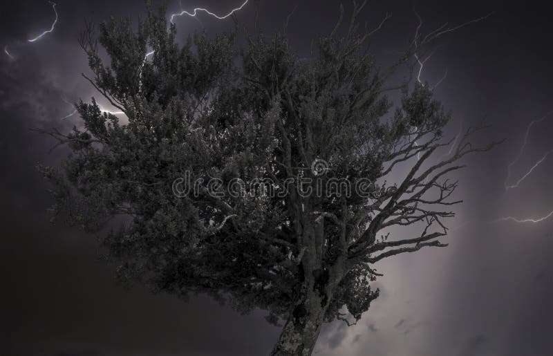 A Tree Dying Under the Storm in Black and White Stock Photo - Image of ...