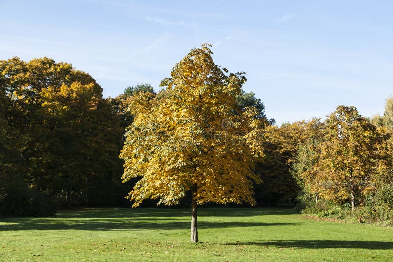Tree in early autumn stock image. Image of nature, daylight - 73726363