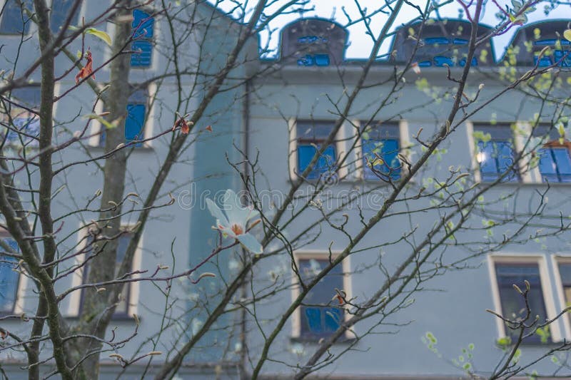 Tree in the Early Phase of Bloom, Colorful Flowers on a Tree, with ...