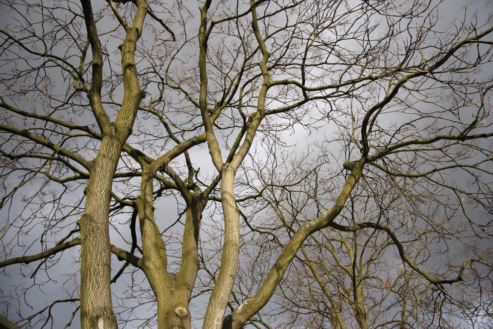 Tree in early spring stock image. Image of mitte, early - 49417731