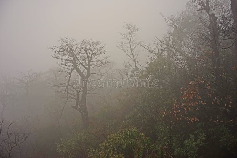 Tree in Early Winter, in the Mist Stock Photo - Image of autumn, china ...
