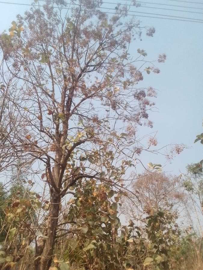 A Tree with an Eatable Fruits Andy Leaves Disturbed the Area Stock ...