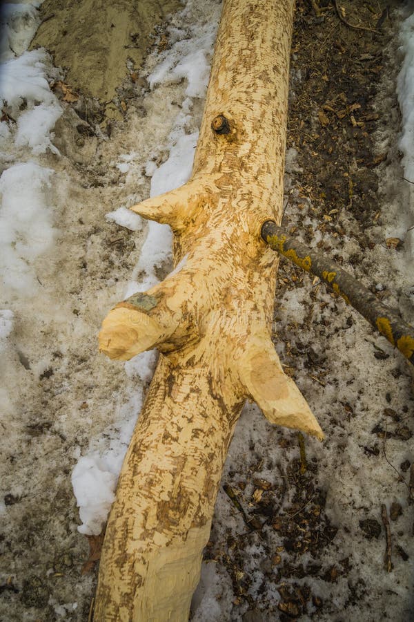 A tree eaten by a beaver stock image. Image of bite - 252157577