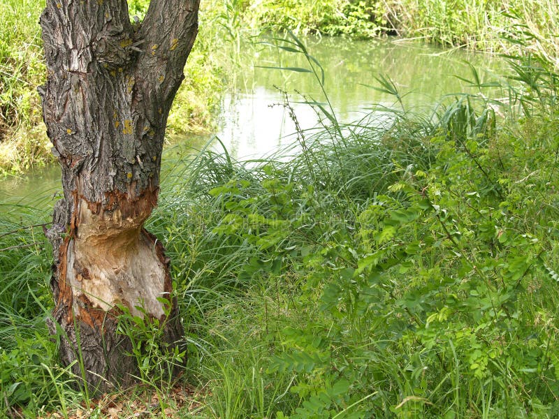 The tree eaten by a beaver stock photo. Image of tree - 78889024