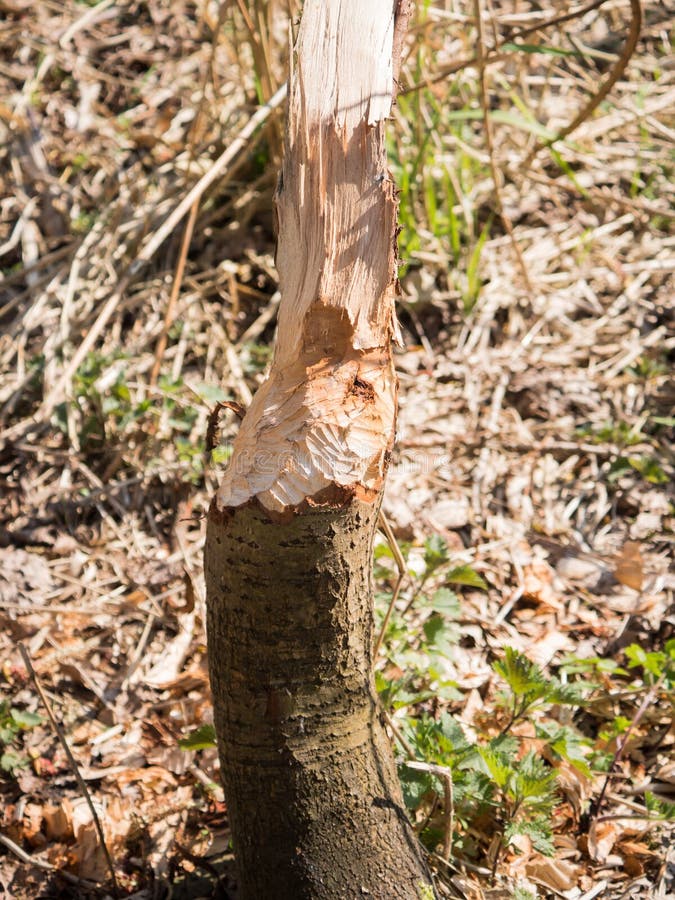 Tree eaten by beaver stock image. Image of gnaw, destruction - 91338513