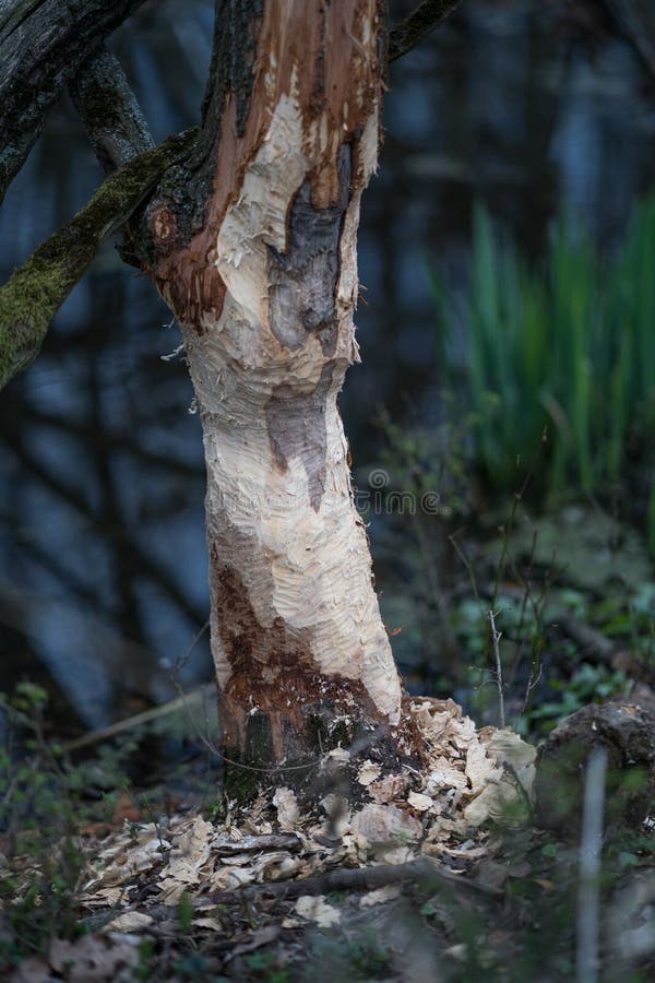 Tree eaten by beaver. stock image. Image of nature, plant - 144226617