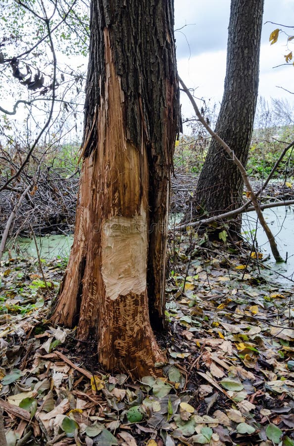 The Tree is Eaten by Beavers, Beavers Damaged the Tree To Block the ...