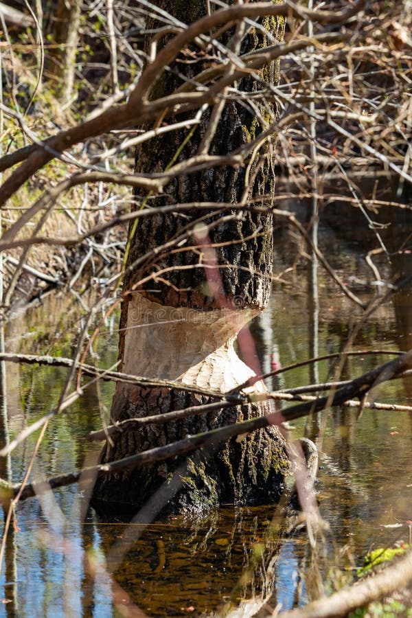 Tree Eaten and Destroyed by Beavers with Nobody Stock Photo - Image of ...