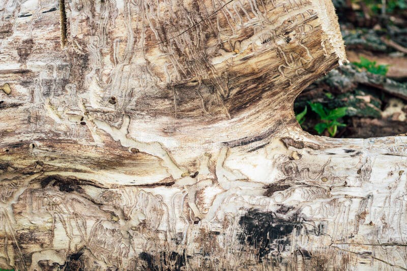 A Tree Eaten by Vermin and Termites. Stock Photo - Image of black ...
