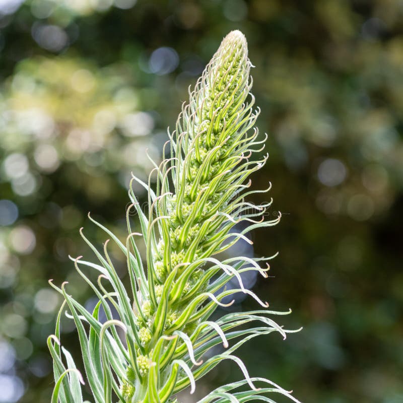 Tree Echium Echium Pininana Plant Stock Image - Image of botany ...