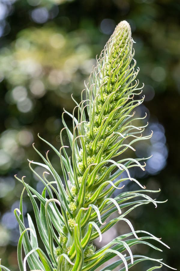 Tree Echium Echium Pininana Plant Stock Photo - Image of nature, colour ...