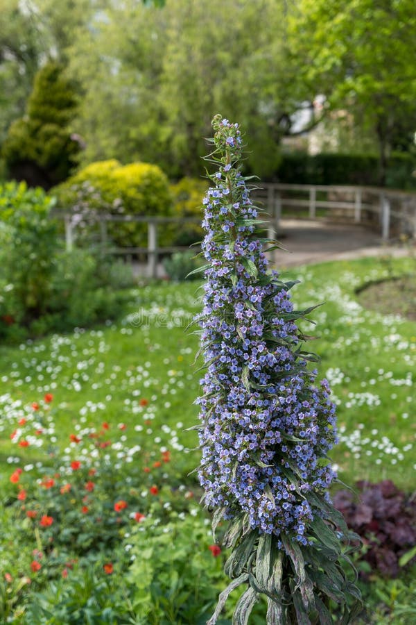 Tree Echiums or Echium Blue Steeple Flowering in Truro, Cornwall Stock ...