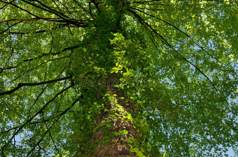 Nature, Temperate Broadleaf And Mixed Forest, Ecosystem, Tree Picture ...