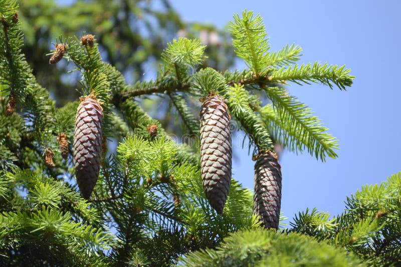 Tree, Vegetation, Ecosystem, Pine Family Picture. Image: 109022960