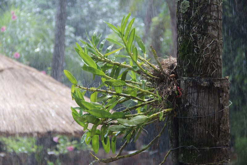 Tree, Ecosystem, Plant, Vegetation Picture. Image: 116885475