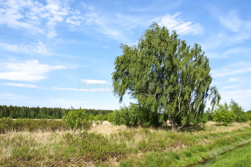 Tree, Ecosystem, Sky, Vegetation Picture. Image: 129192860