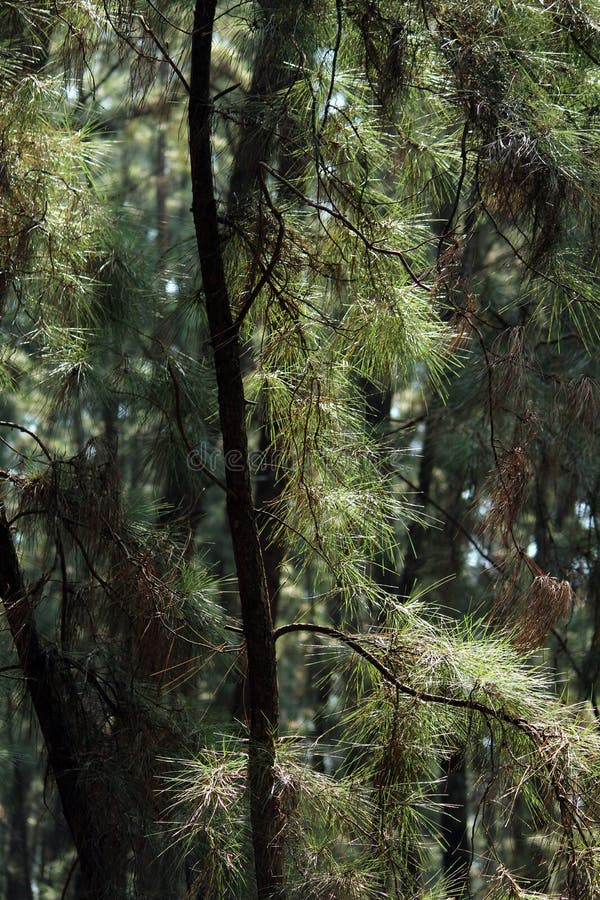 Tree, Ecosystem, Vegetation, Forest Picture. Image: 113648751